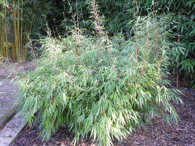 Red Clumping bamboos Fargesia Asian Wonder 6-7ft plants | worldgardenplants