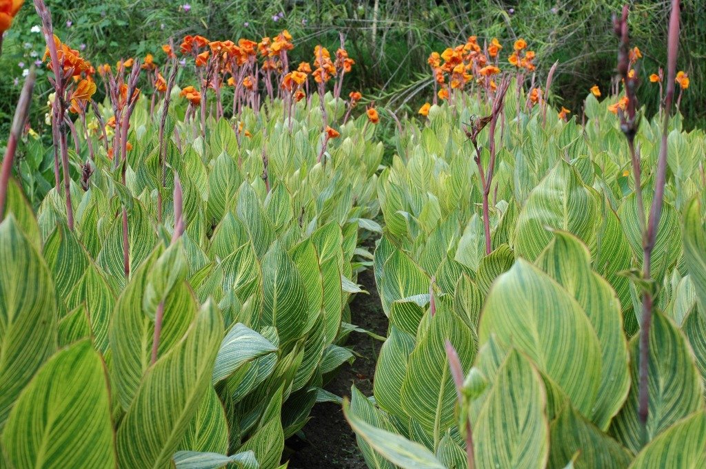 Canna Lily Pretoria Variegata RHS AGM Potted plants | worldgardenplants