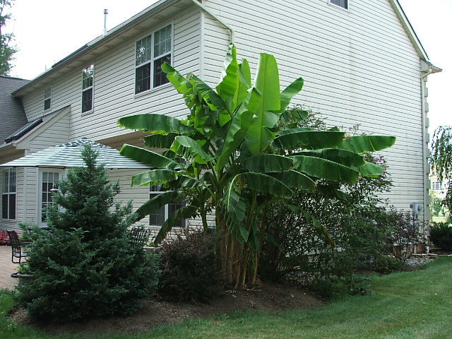 Musa basjoo Japanese Banana plants 5 Litre pots RHS AGM | worldgardenplants