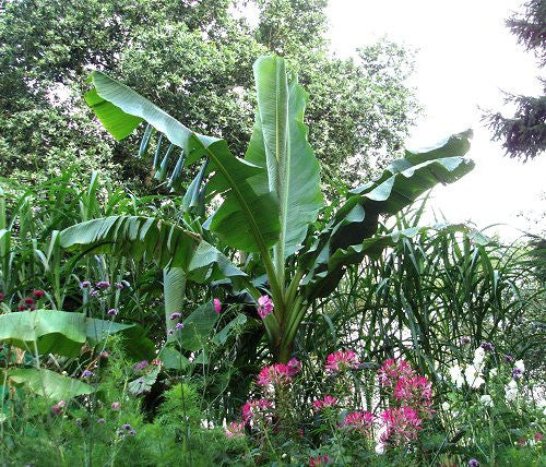 WorldGardenPlants - worldgardenplants