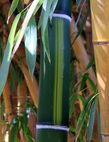 Clumping Bamboos – worldgardenplants
